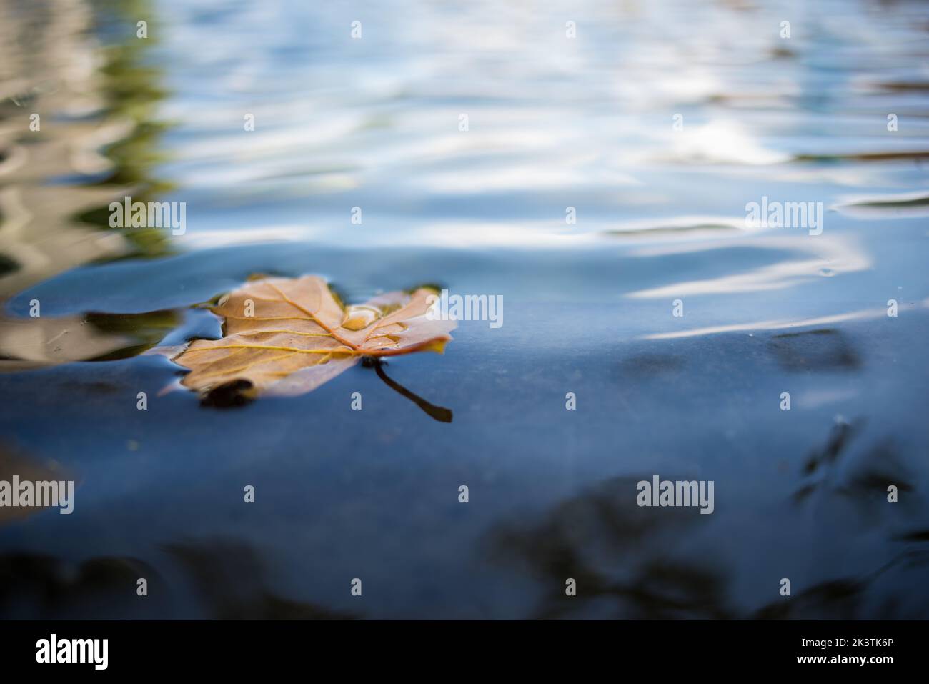 Autumn Fall Leaf in Water Stock Photo - Alamy
