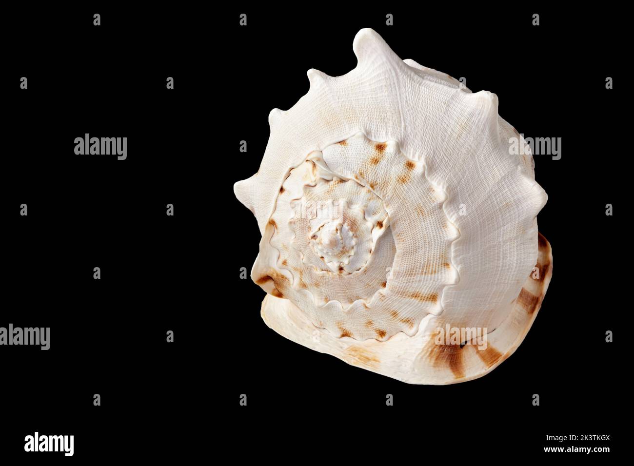 Spiral seashell black white hi-res stock photography and images - Alamy
