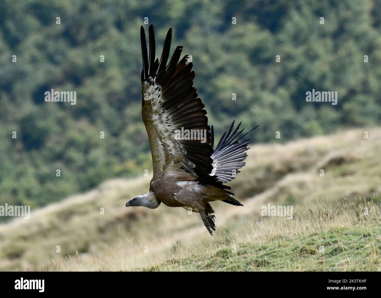 Griffon vultures in flight on Col du Pourtalet, Vallee D'Ossau in the ...