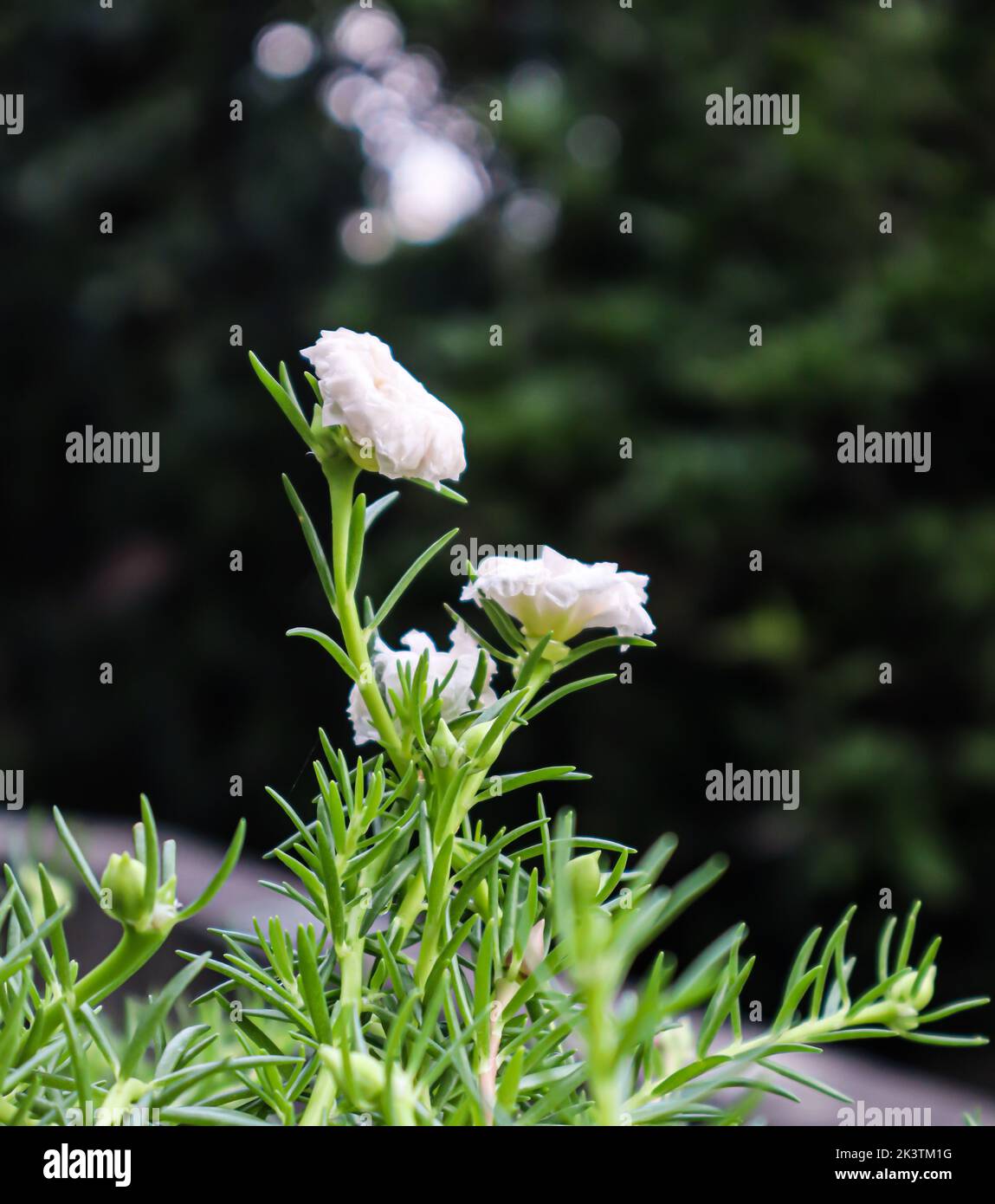 Nine o clock flower hi-res stock photography and images - Alamy