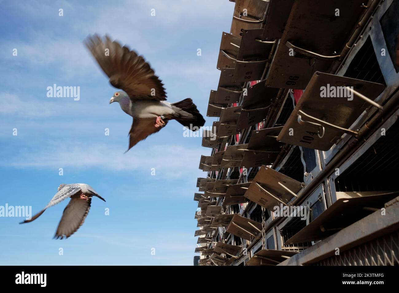 Long distance racing pigeons being released (liberated) to race across ...