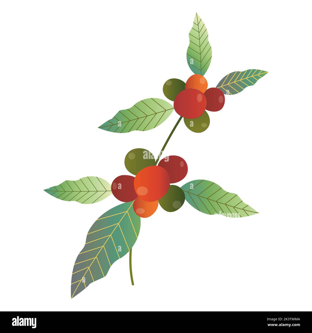 Hand drawn set of colorful coffee tree branches and beans. Vector ...