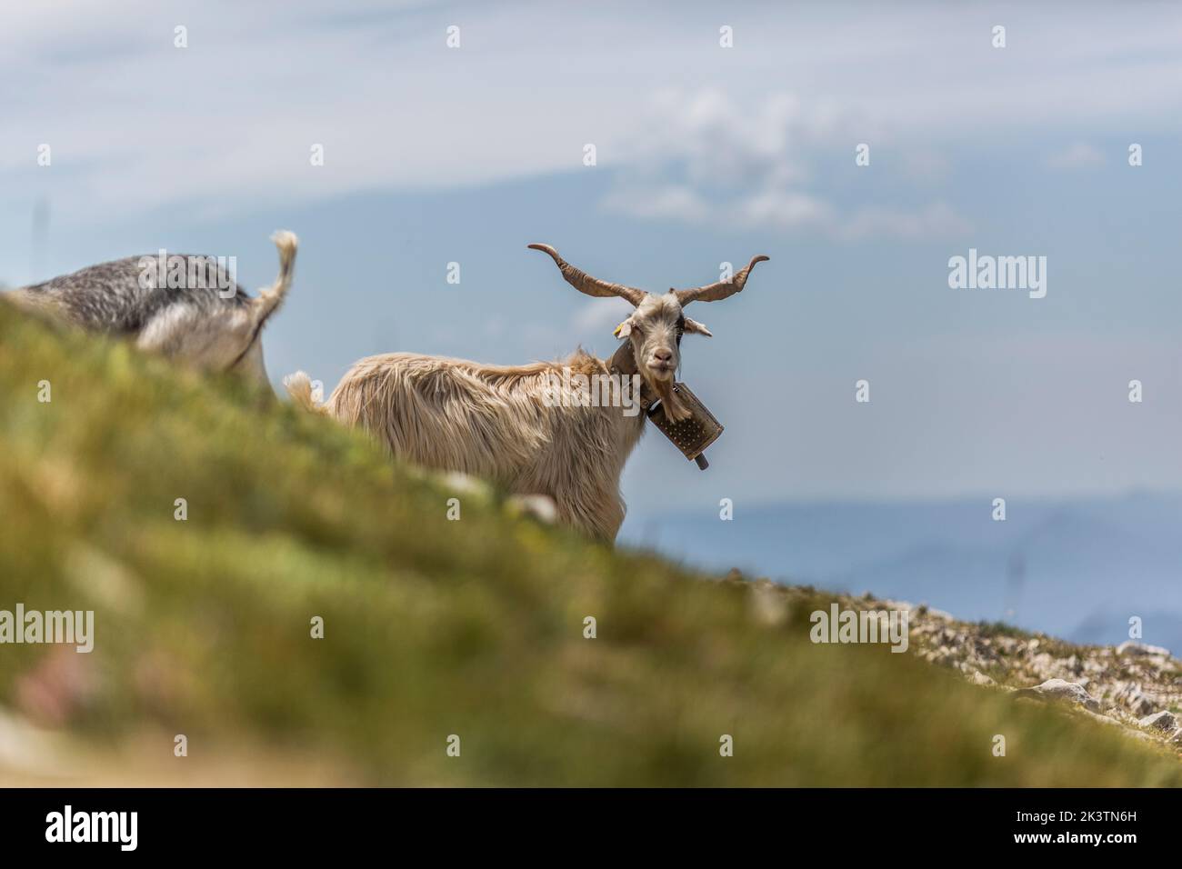 Wild goats running on stony slope against mountain ridge on sunny day ...