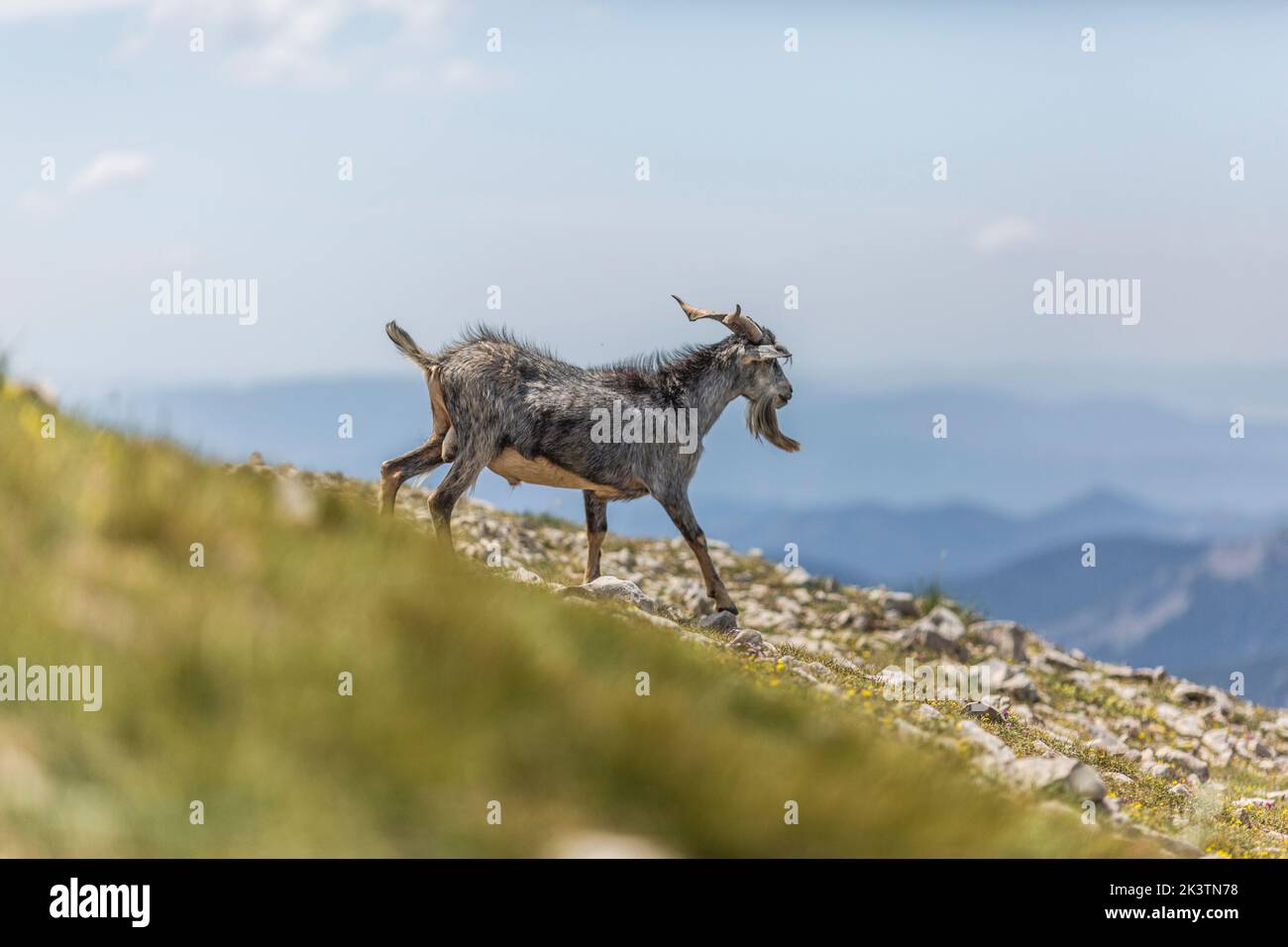 Goat running hi-res stock photography and images - Alamy