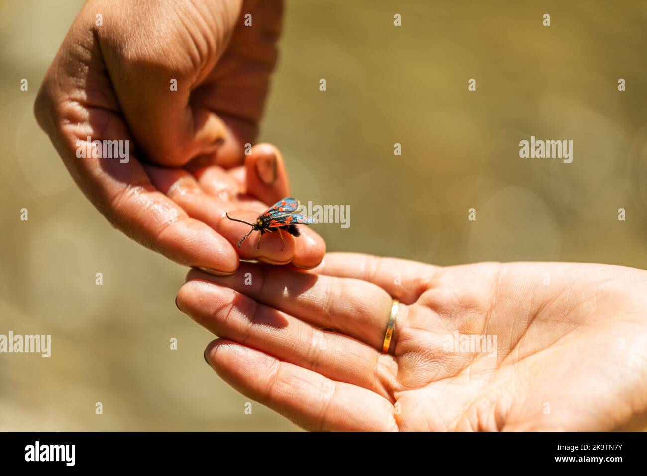 Crop anonymous person with small colorful Zygaenidae moth on finger ...