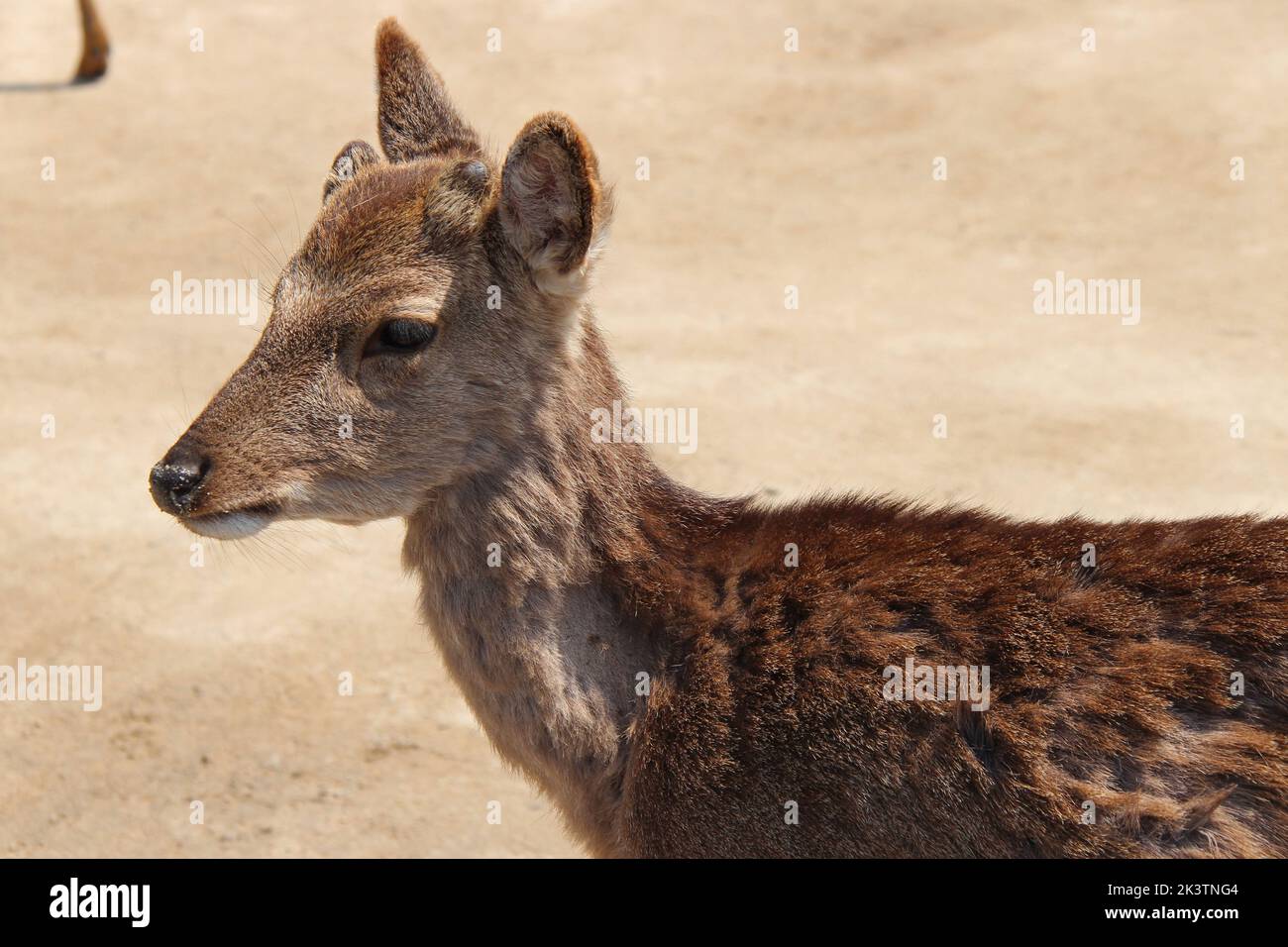 deer in miyajima (japan Stock Photo - Alamy