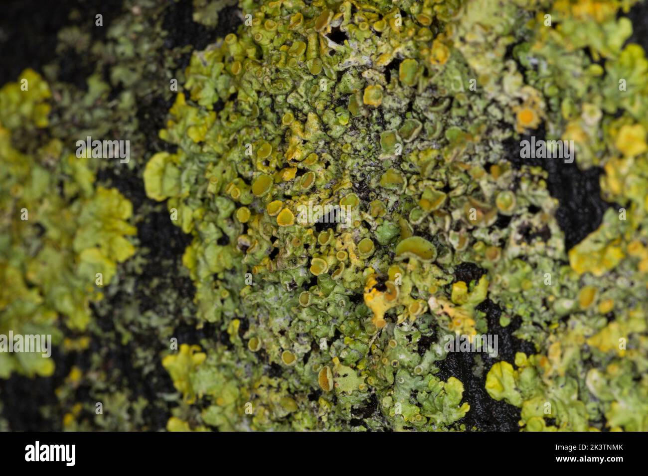 Lichen encroutant jaune hi-res stock photography and images - Alamy