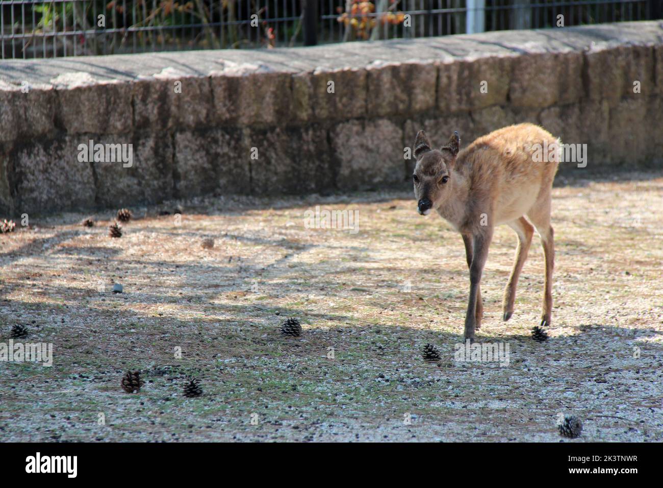 Miyajima japon hi-res stock photography and images - Alamy