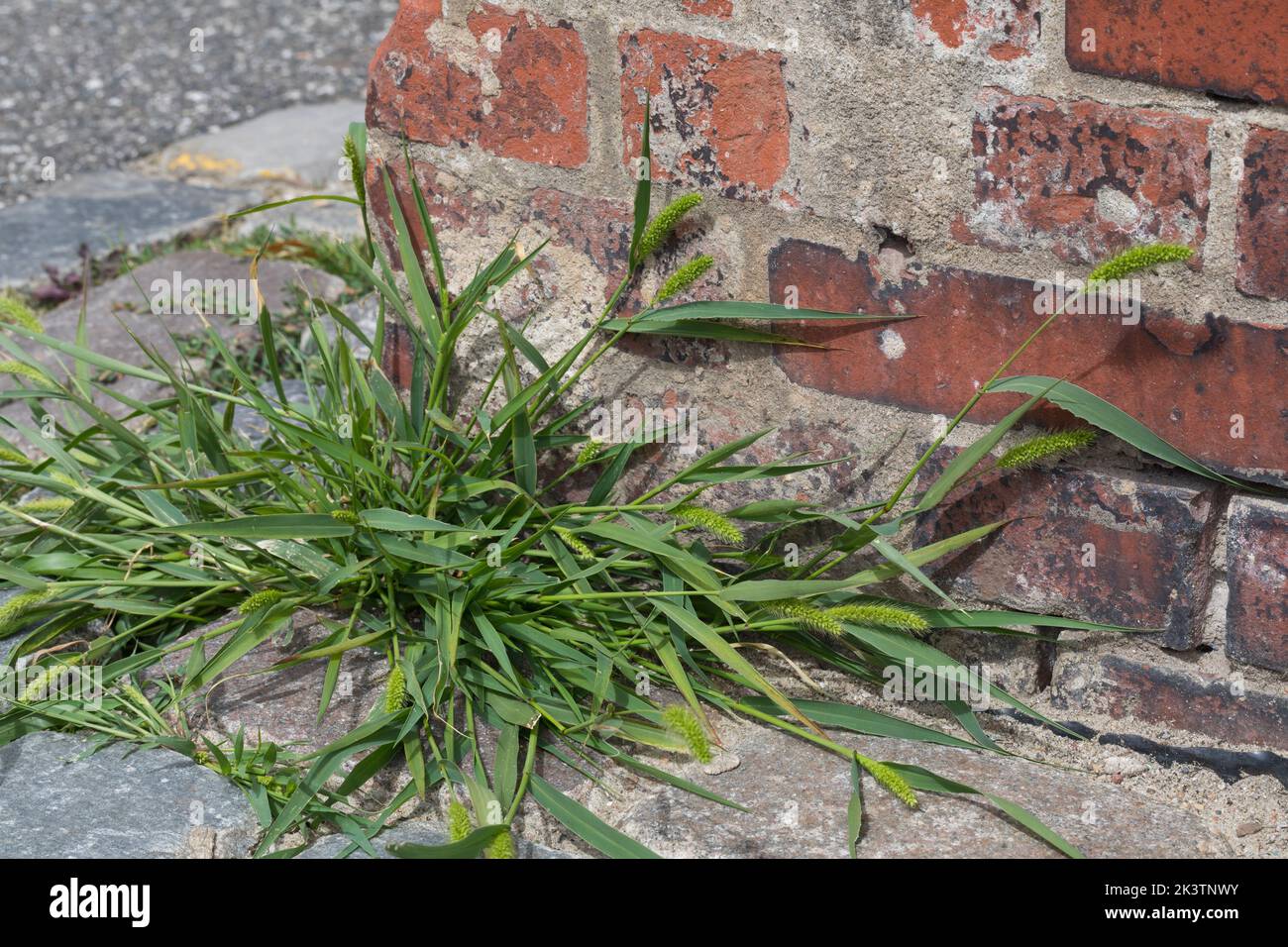Grüne Borstenhirse, Setaria viridis, green foxtail, green bristlegrass ...