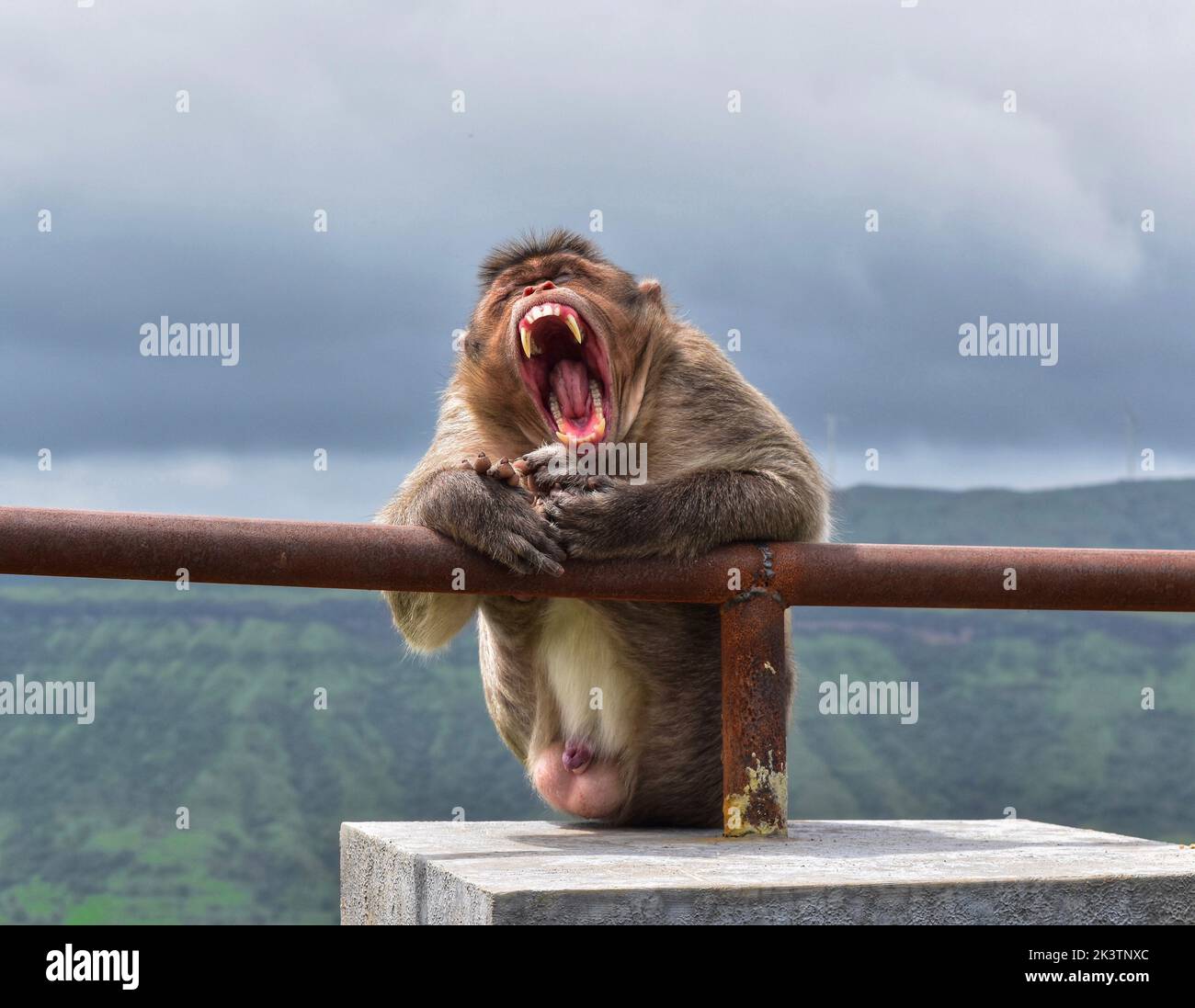 Baby monkey yawning hi-res stock photography and images - Alamy