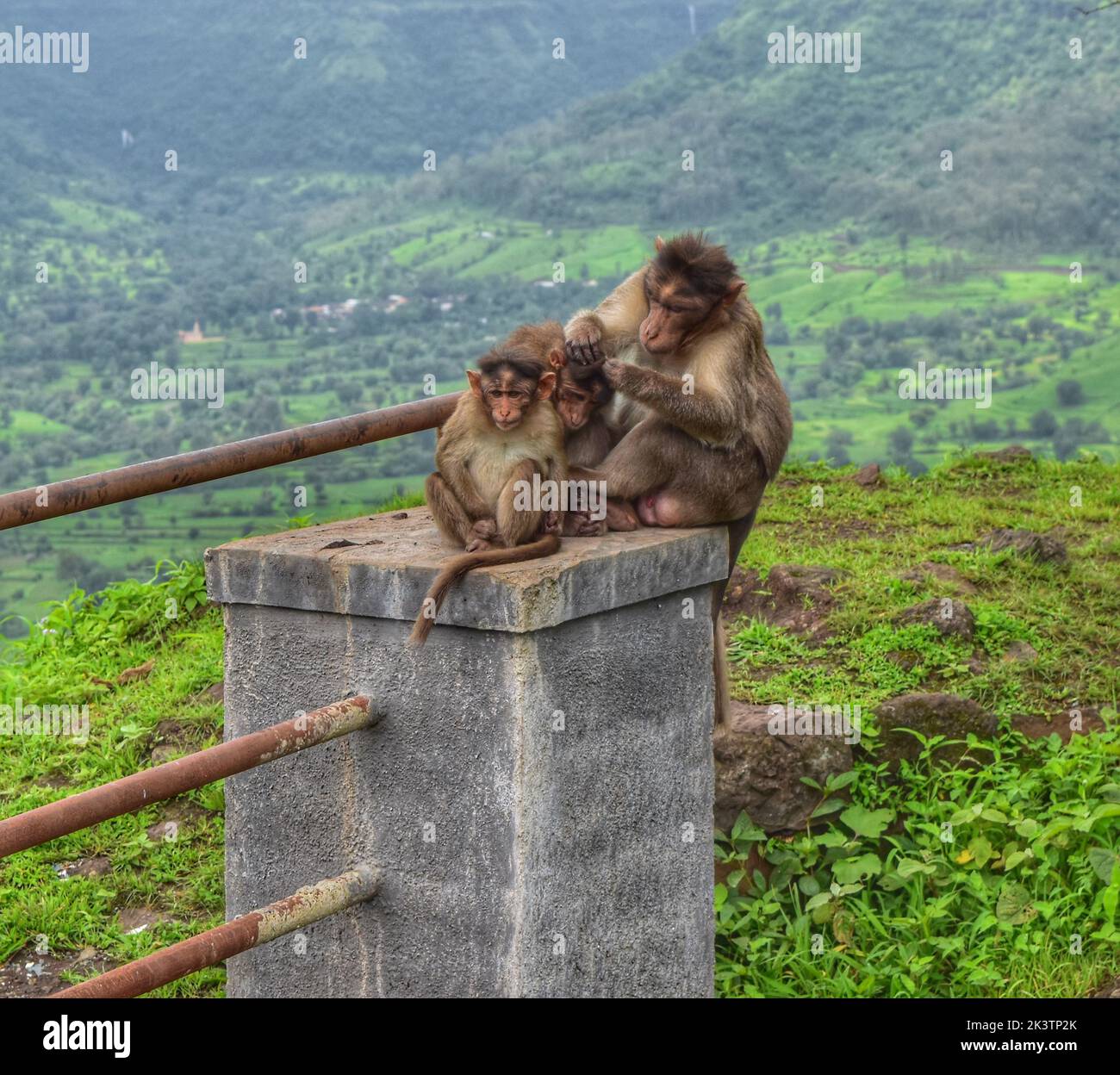 Monkeys family tree hi-res stock photography and images - Alamy