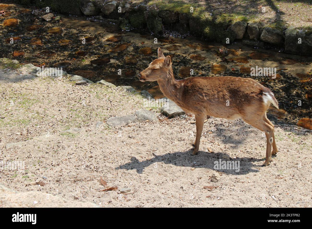 deer in miyajima (japan Stock Photo - Alamy