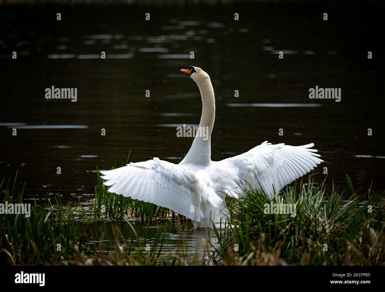 Swan with open wings hi-res stock photography and images - Alamy
