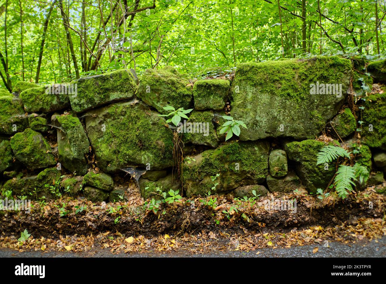 Mossy wall of boulder stones forming the boundary between a country ...