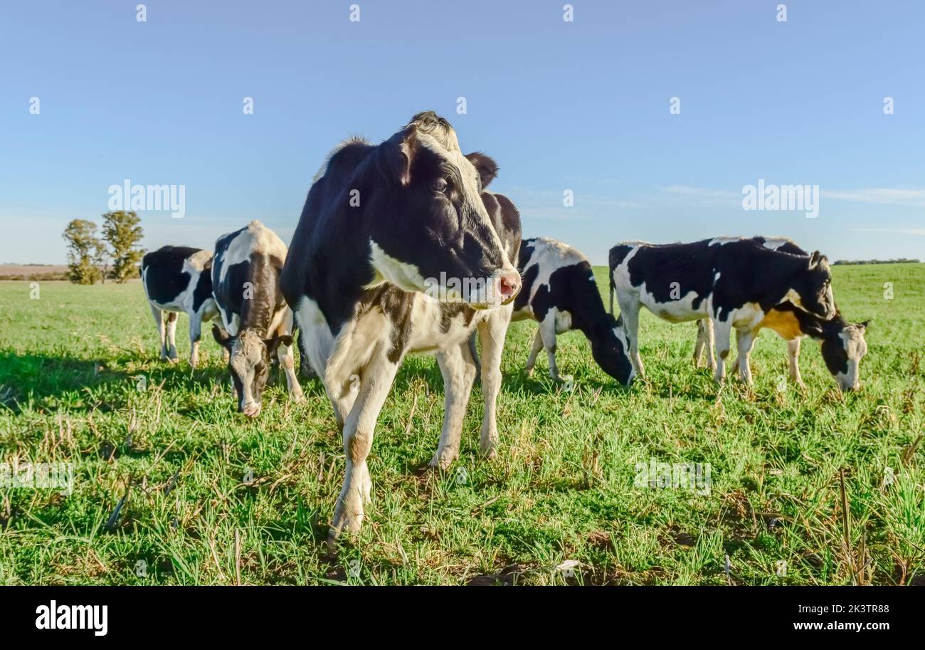 Cows raised with natural pastures, meat production in the Argentine ...