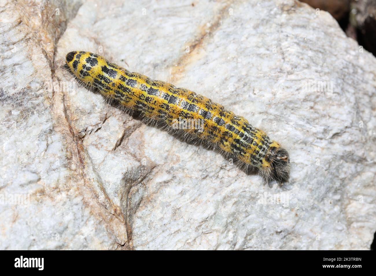 buff-tip catapilar with beautiful colors white and yellow and black ...