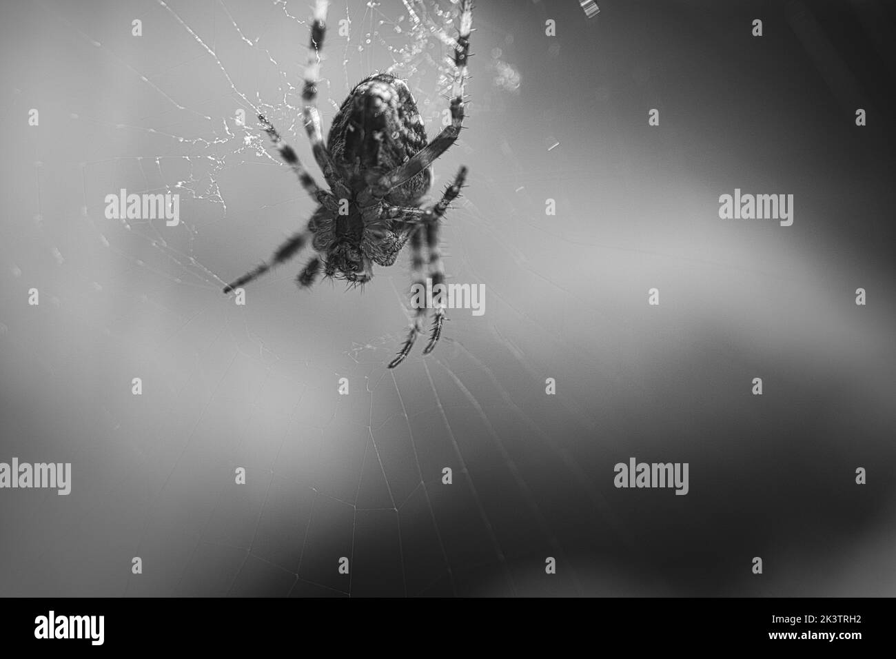 Cross spider shot in black and white, in a spider web, lurking for prey ...
