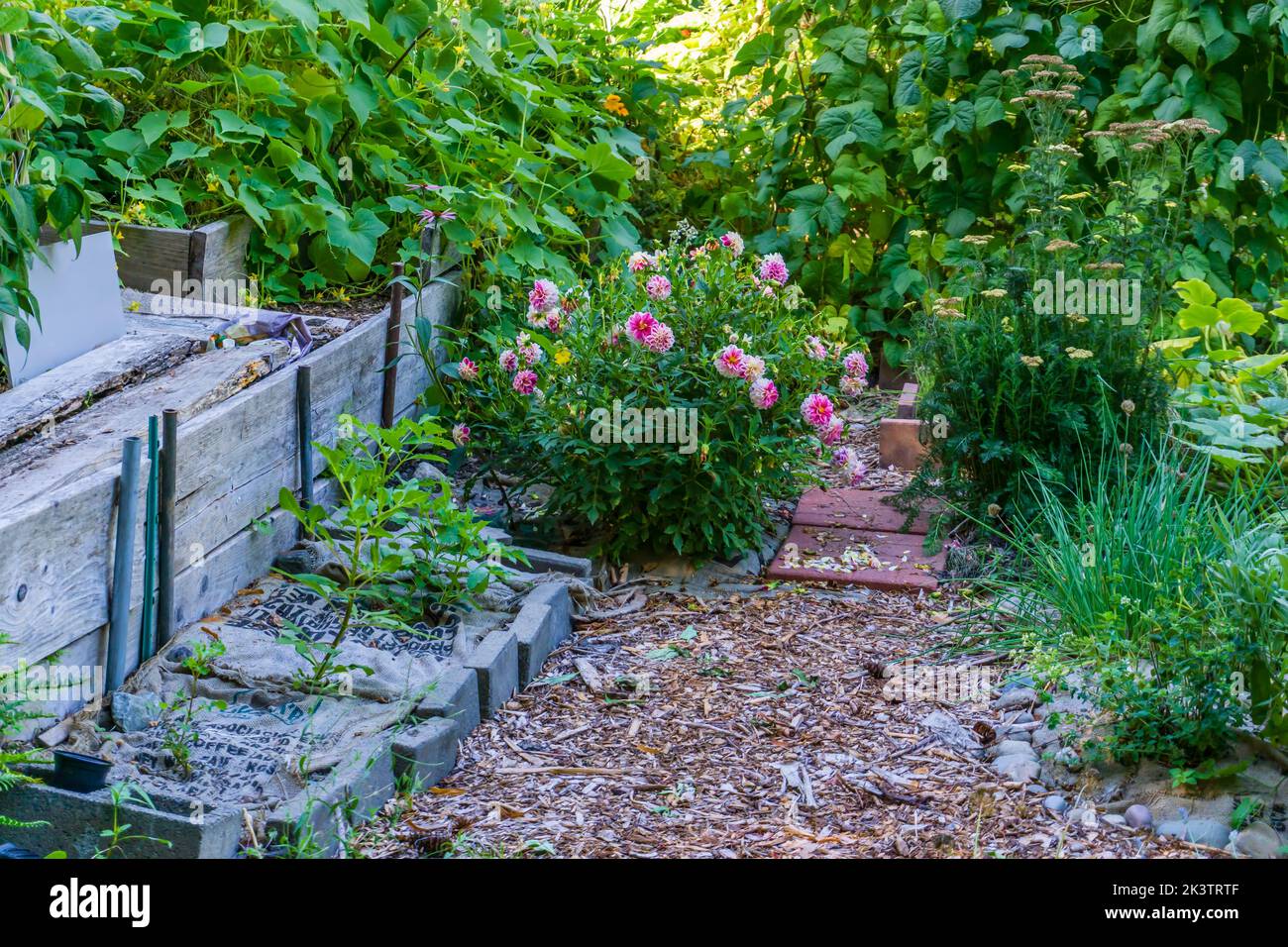 Large vibrant community garden pea patch in Seattle, Washington Stock ...