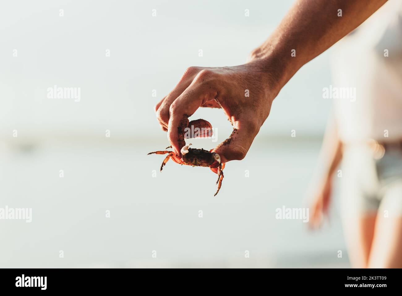 Crop anonymous male holding marine crab in hand while spending summer ...