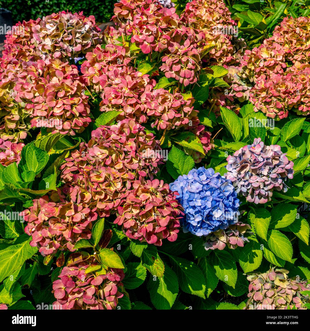Hydrangea macrophylla light blue hi-res stock photography and images ...