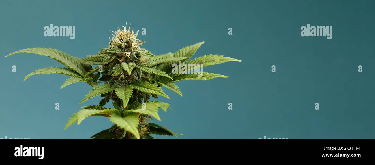 Dementia flower hi-res stock photography and images - Alamy