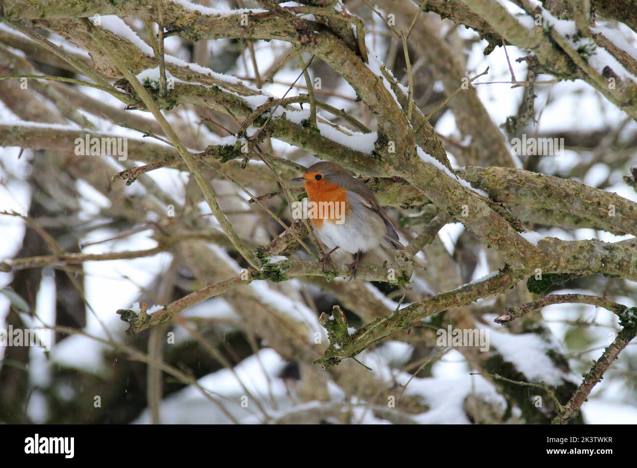 robin during winter in france Stock Photo - Alamy
