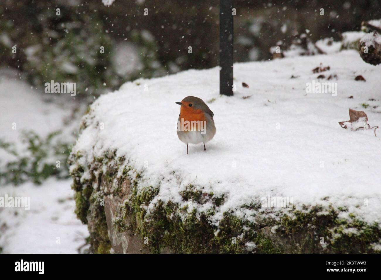Français rouge gorge hi-res stock photography and images - Alamy
