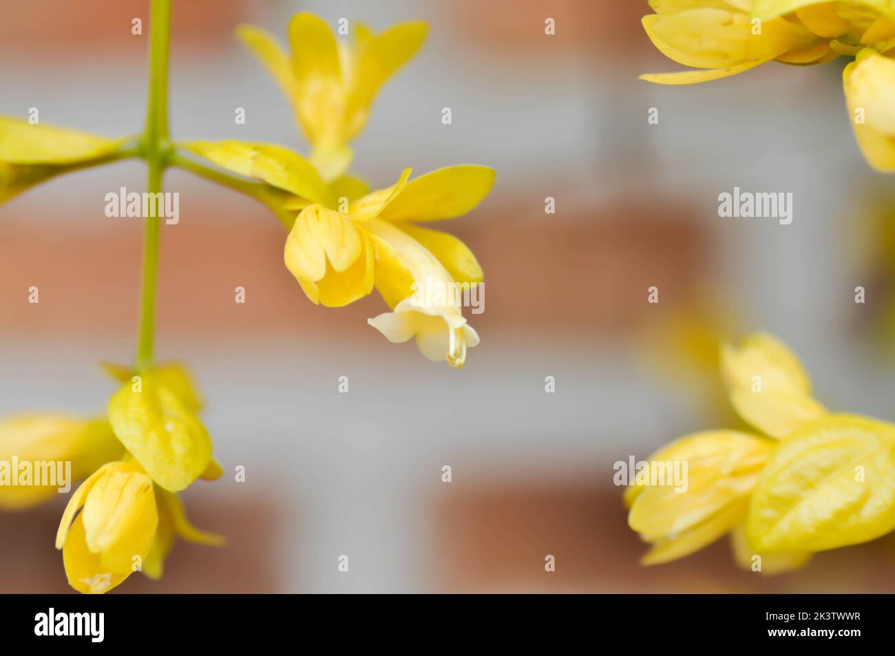 Petraeovitex wolfei hi-res stock photography and images - Alamy