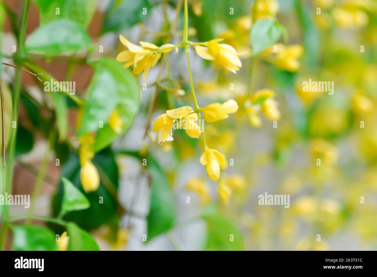 Petreovitex bambusetorum king hi-res stock photography and images - Alamy