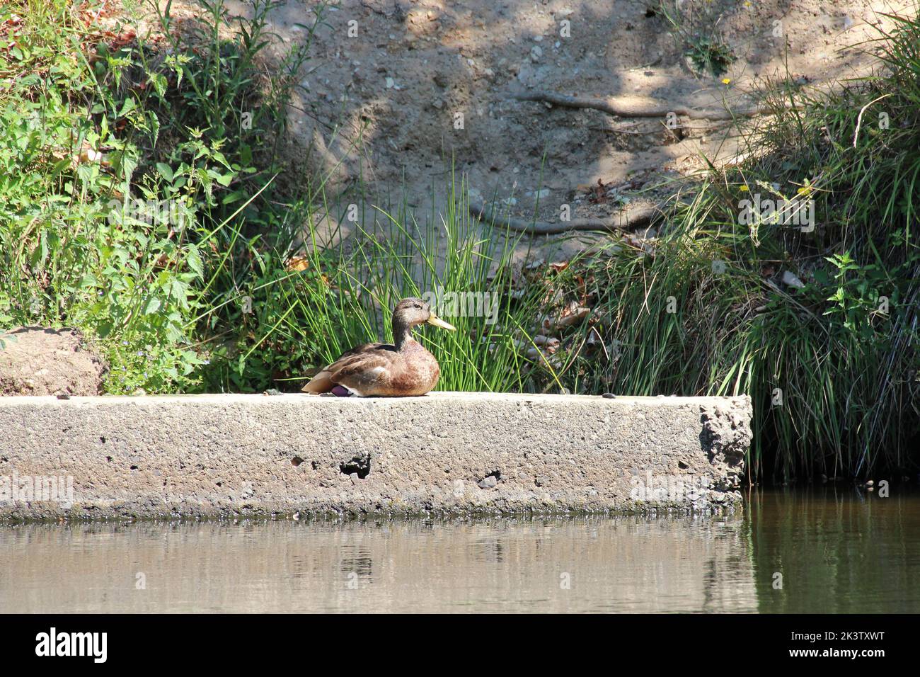 Duck canal edge hi-res stock photography and images - Alamy