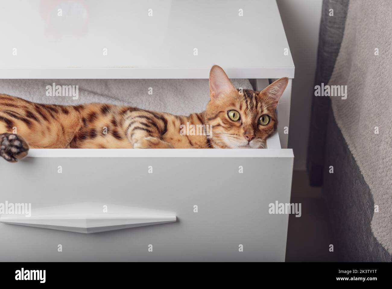 A cute Bengal cat lies in the linen drawer of the closet in the room ...