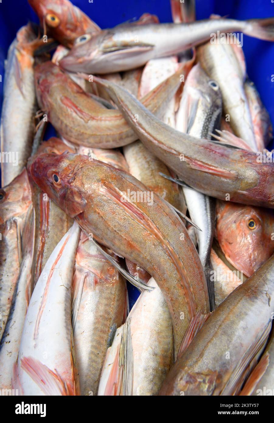 Red Gurnard in Newlyn harbour in Cornwall, UK Stock Photo - Alamy