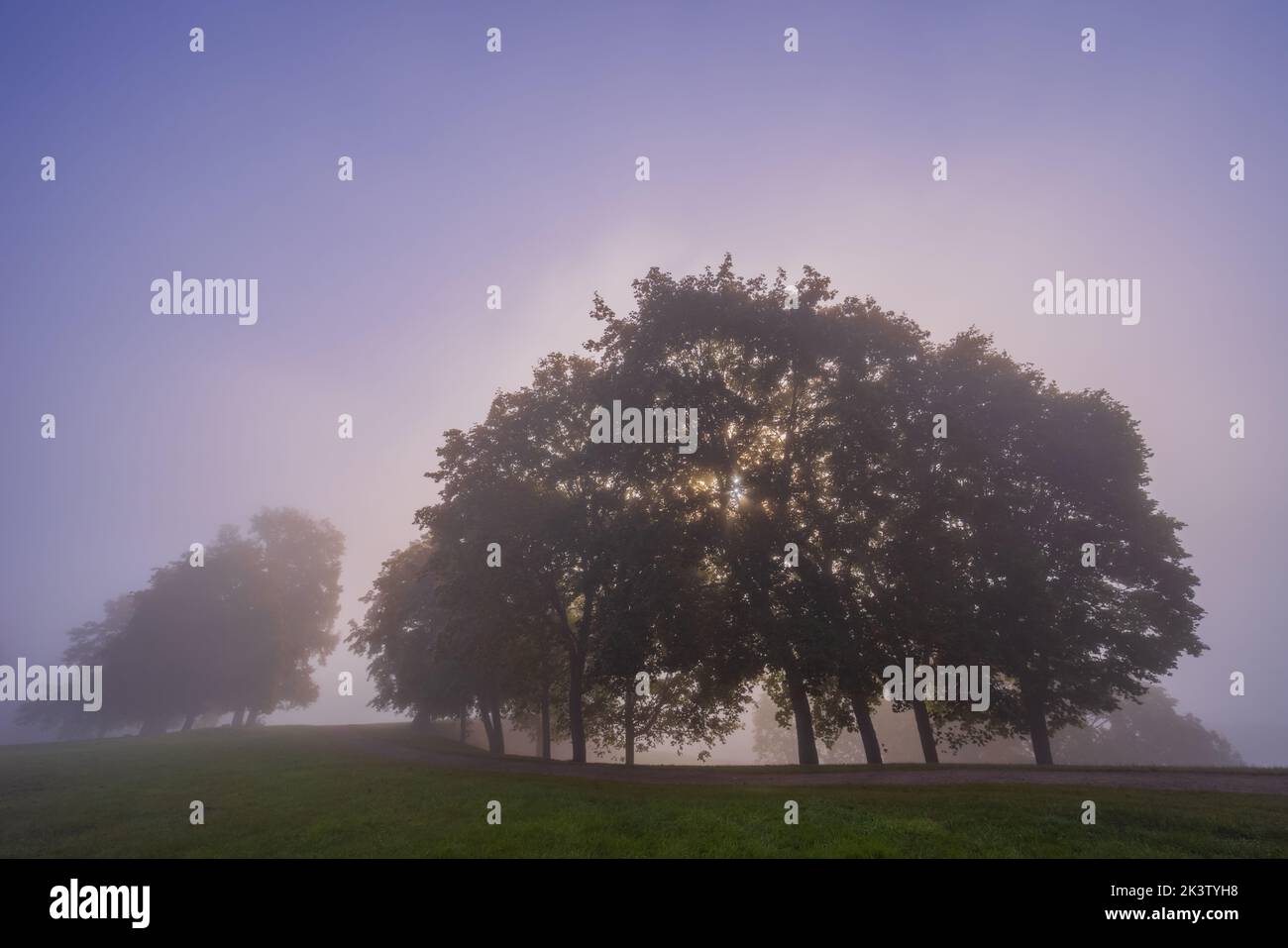 Mystic fog in the park, autumn landscape with fog and light rays Stock ...