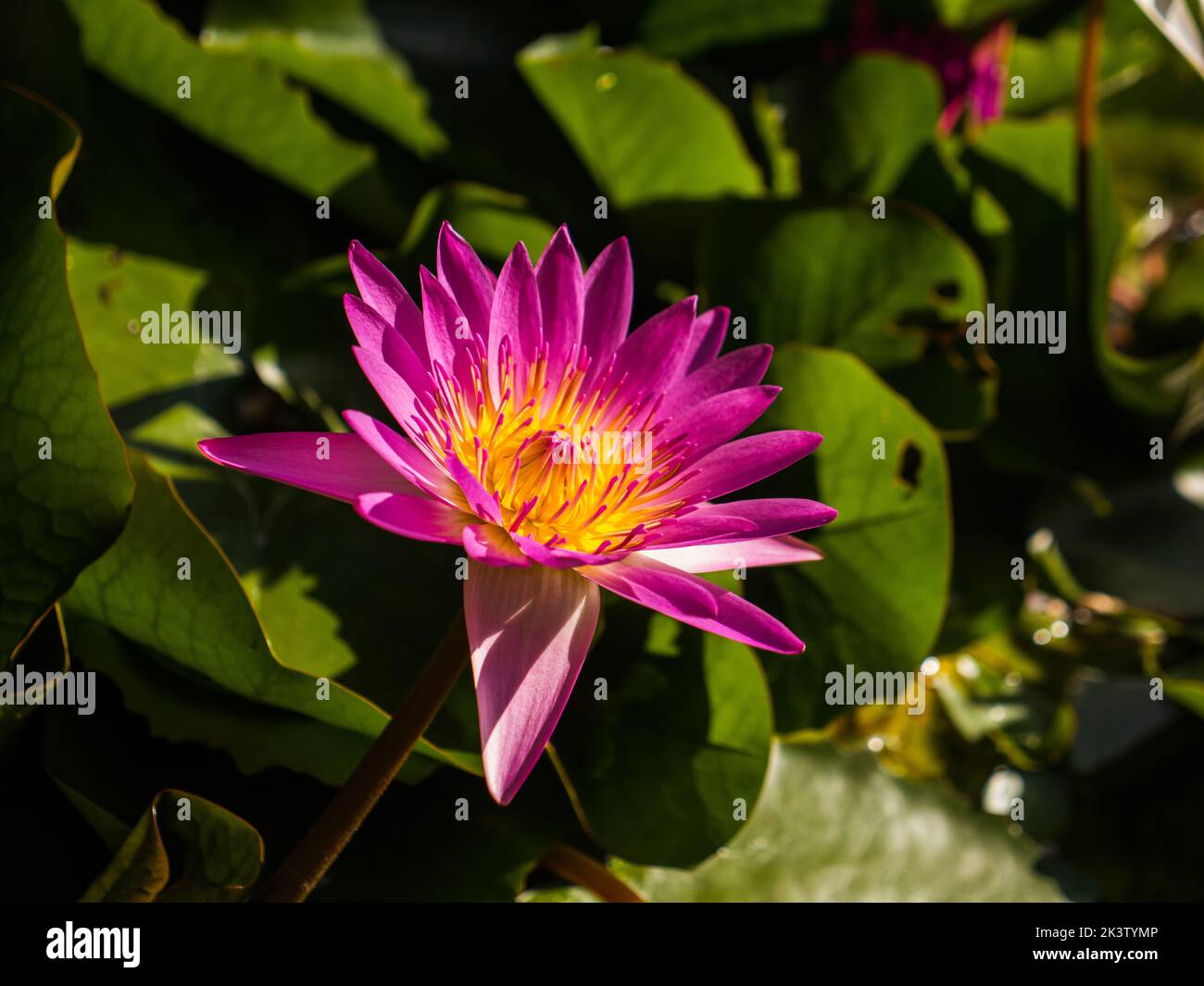 Pink water lilly flower Stock Photo - Alamy