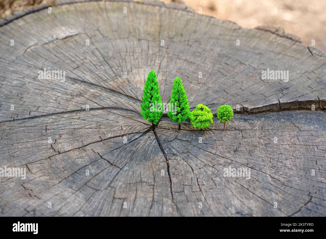 Miniature toy trees grow on a large tree stump. Reforestation and trees ...