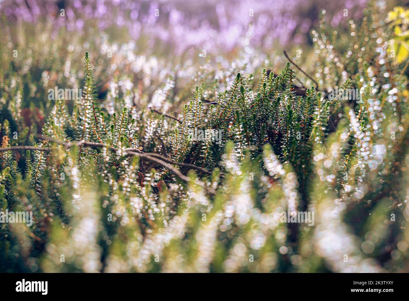 Purple common heather (Calluna vulgaris) Blooming Heather field in the ...