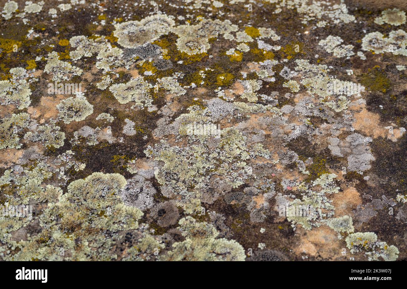 Full frame closeup shot showing lots of various lichen species on rough ...