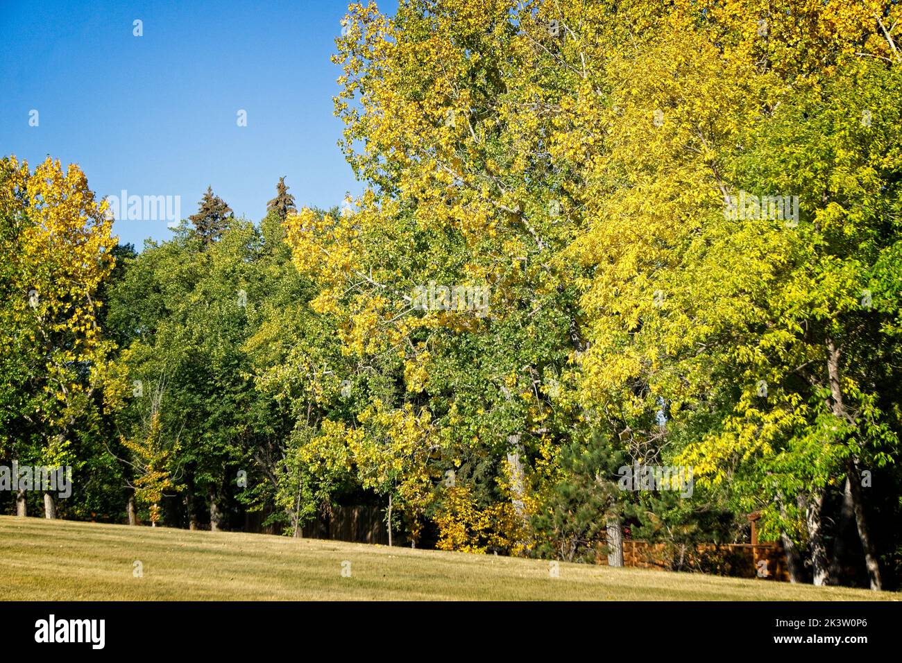 Autumn Trees Bowmont Park Calgary Alberta Stock Photo - Alamy