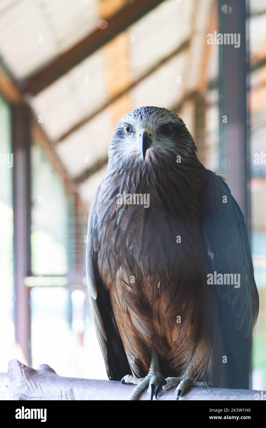 American eagle at the zoo. Hawk in captivity. Bird of the hawk family ...