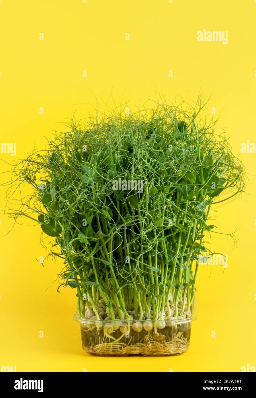 Juicy young shoots of micro-green peas close-up on a yellow background ...