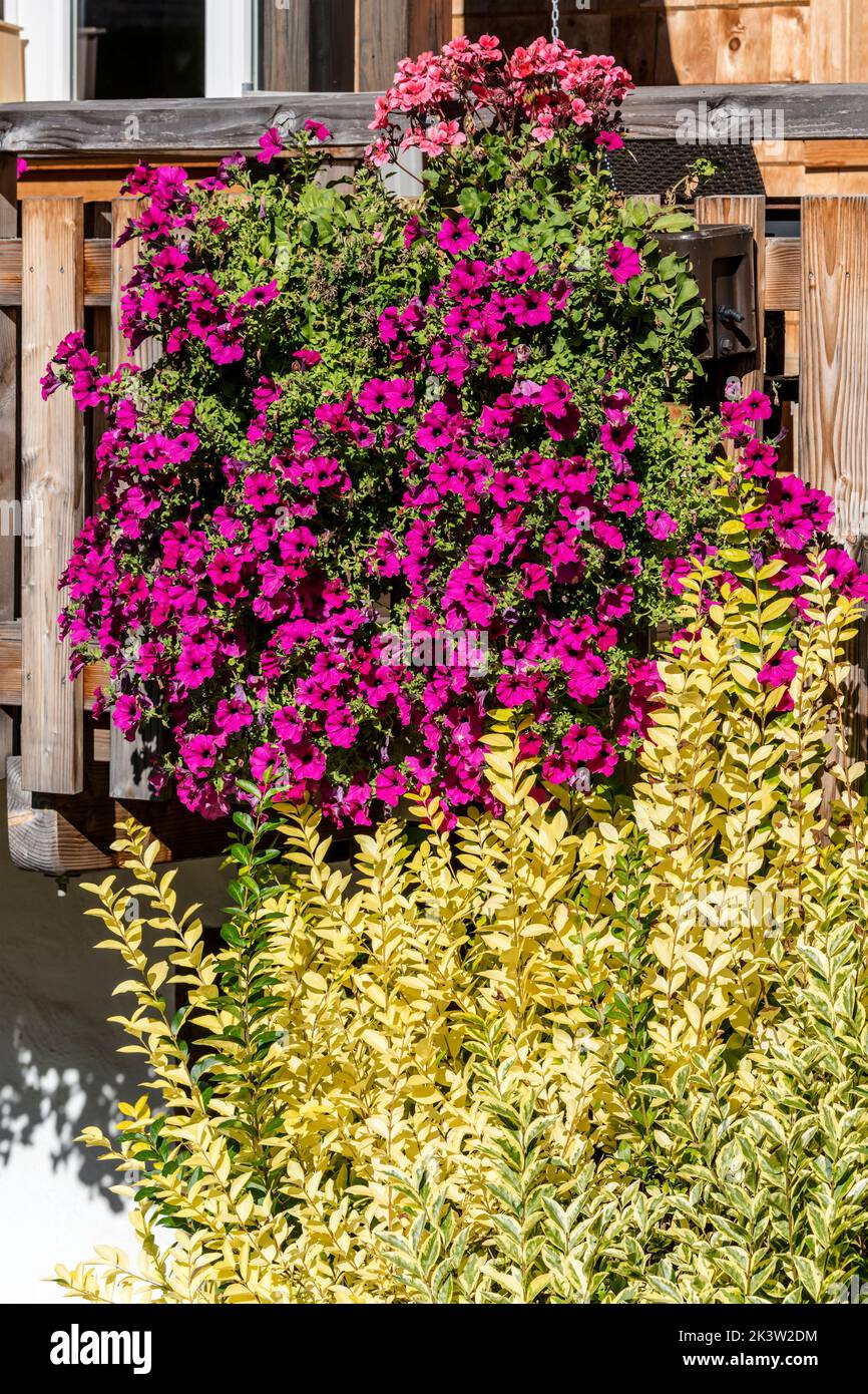 blossoming petunia flowers on wooden balcony of traditional farm in ...