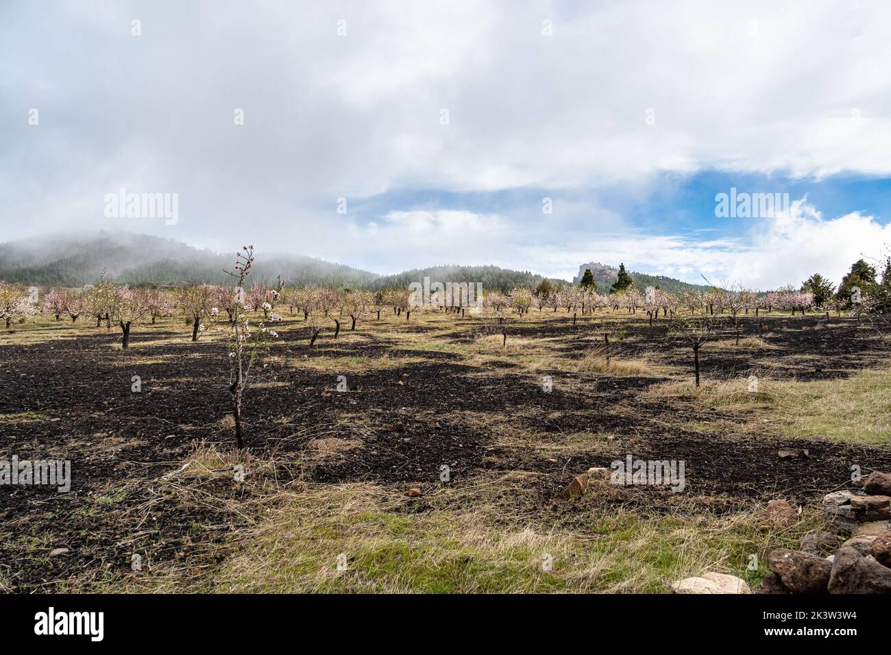 Gran Canaria, Caldera de Tejeda in February, almond trees in full bloom ...