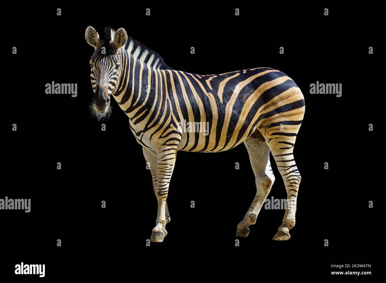 African zebra isolated on a black background Stock Photo - Alamy
