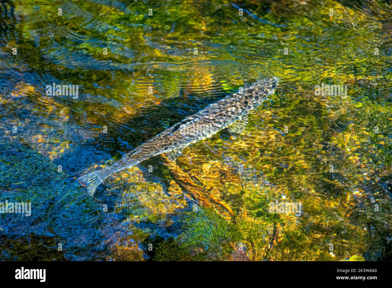Pink humpback salmon oncorhynchus gorbuscha hi-res stock photography ...