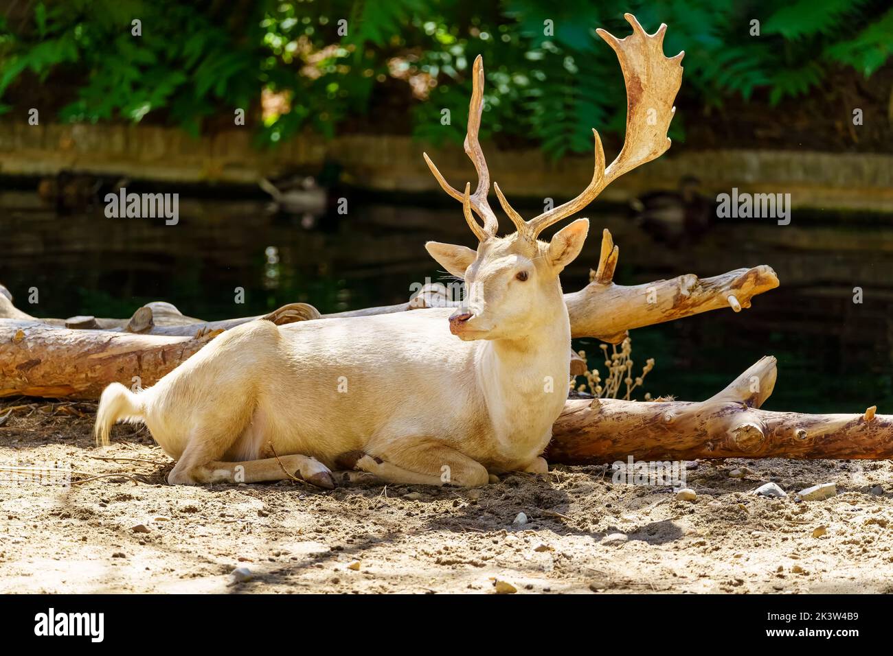 Whitetail deer side view hi-res stock photography and images - Alamy