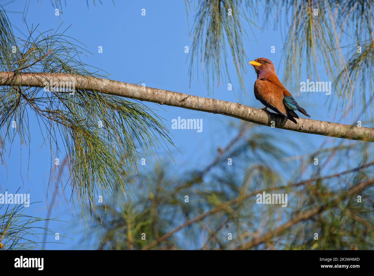 Broad-billed Roller - Eurystomus glaucurus, beautiful colored roller ...