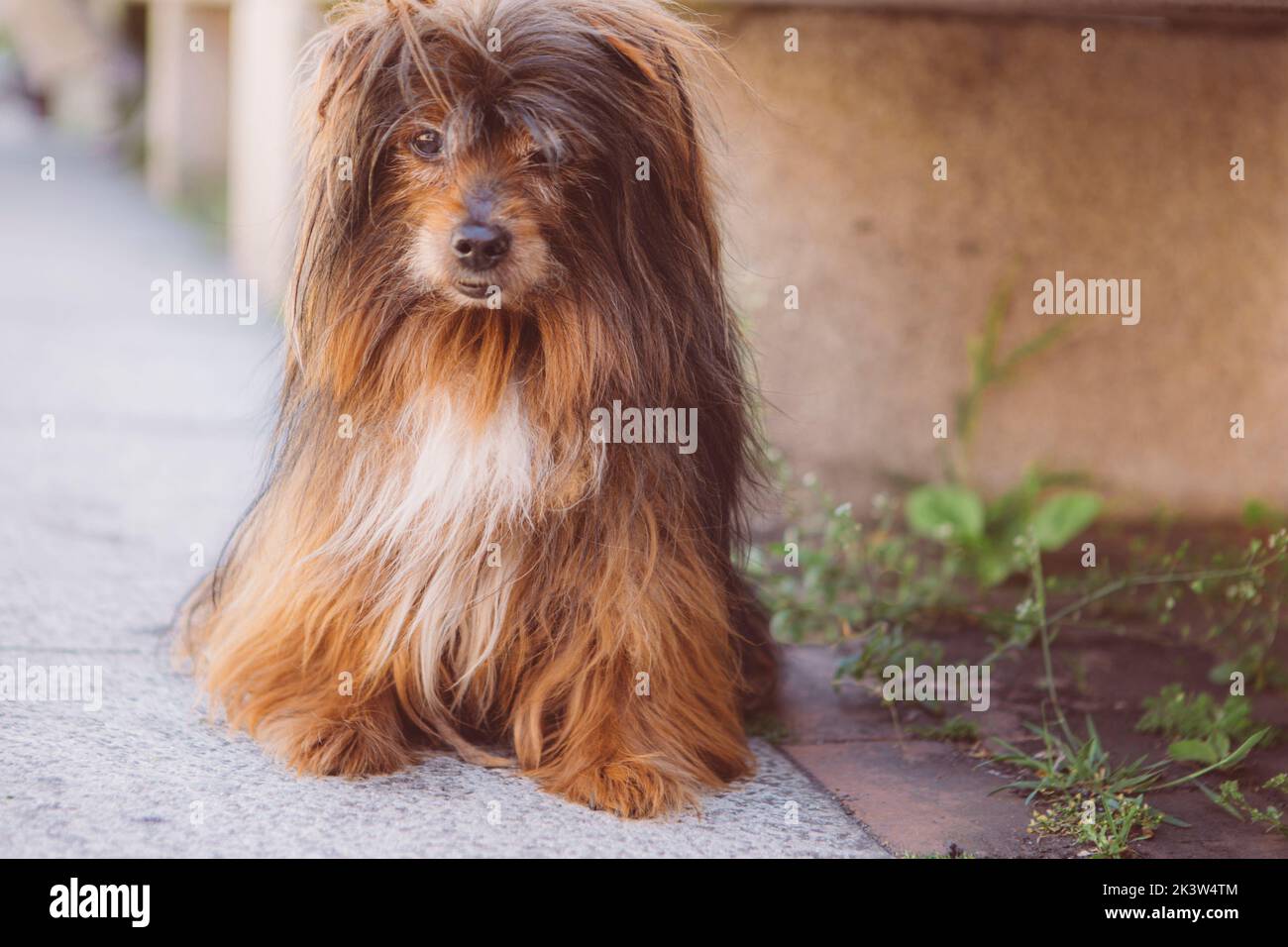small dog with dark brown and white fur sitting on the floor staring at ...