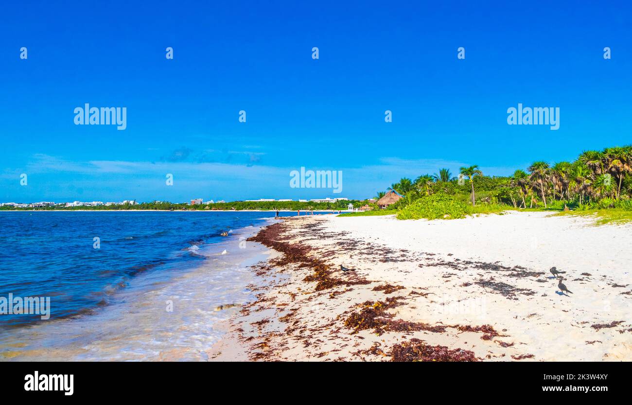 Tropical mexican beach landscape panorama with clear turquoise blue ...