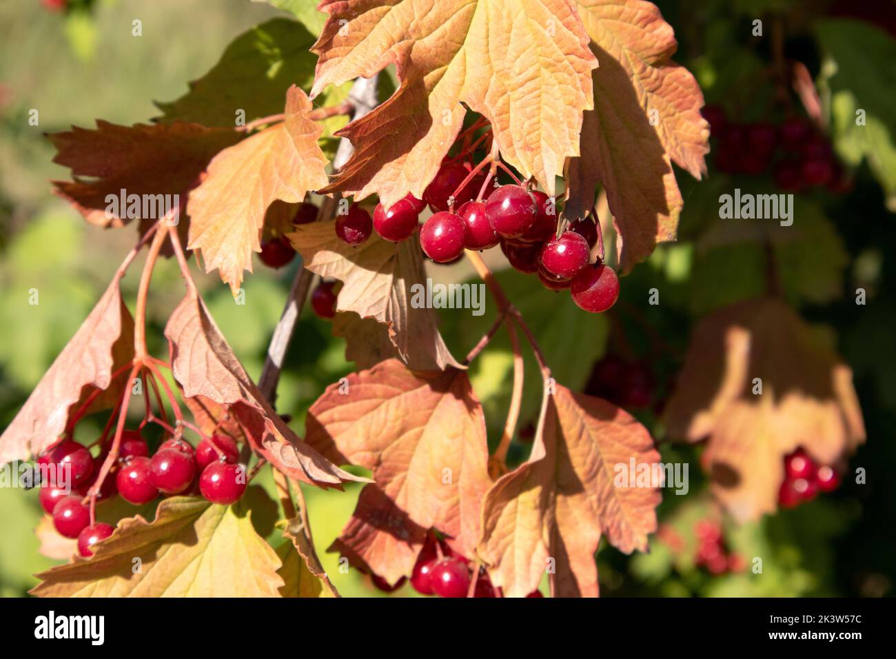 Red berries of viburnum on a bush in the forest. Branch of red Viburnum ...