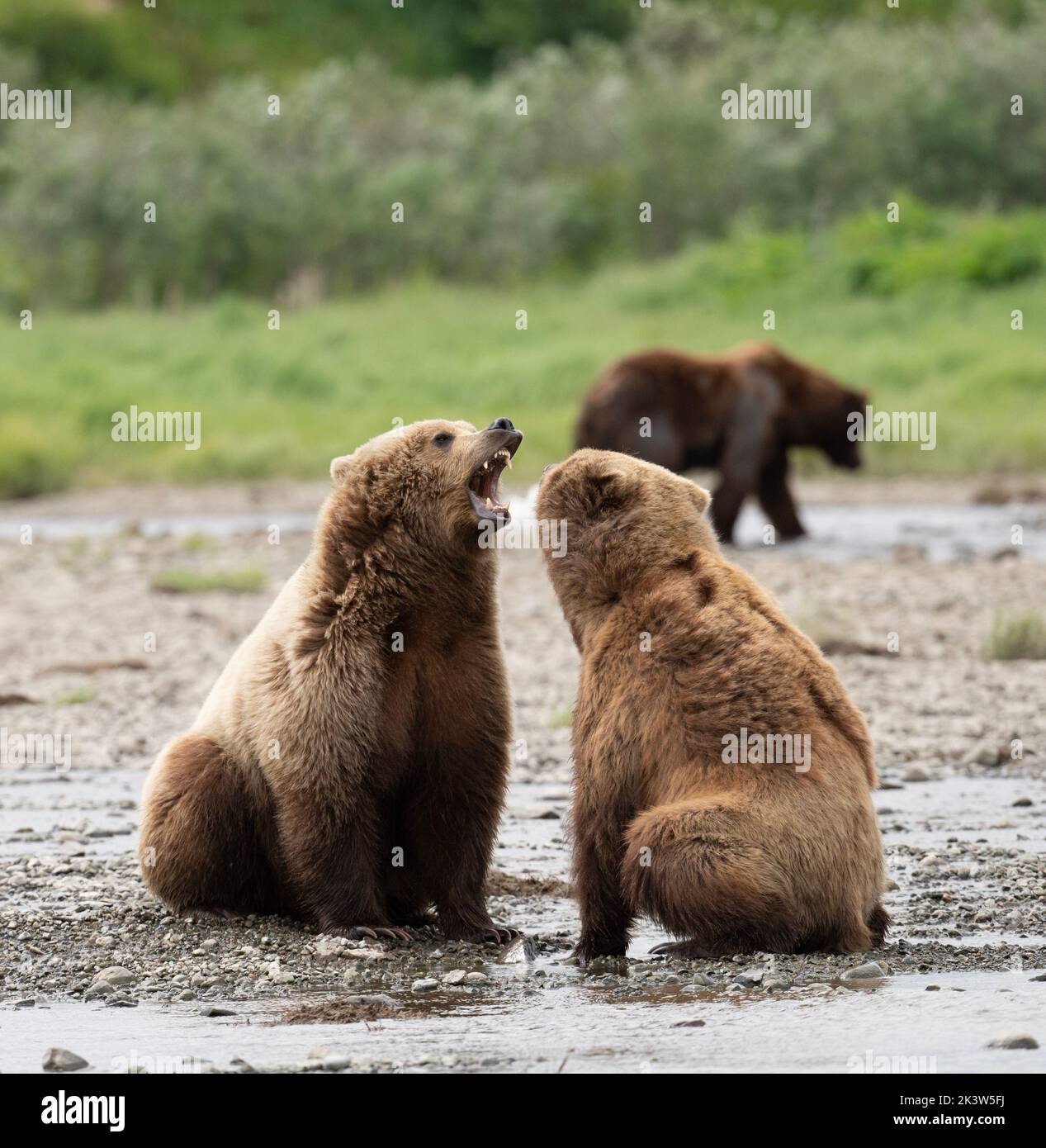 Two alaska brown bears facing off in river hi-res stock photography and ...